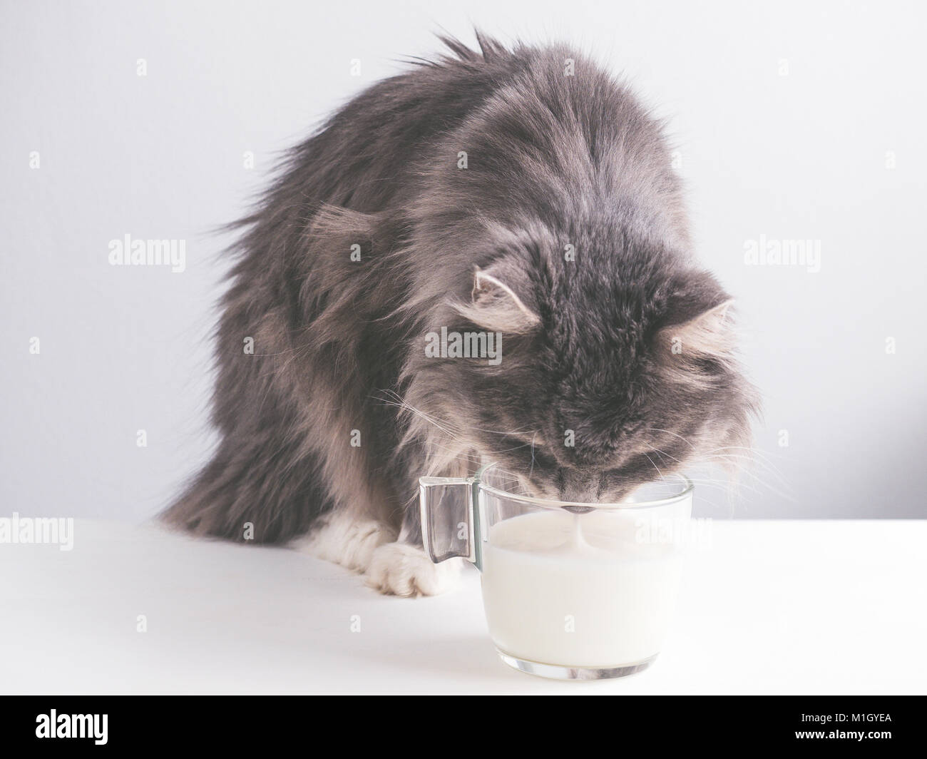 Cute, gray cat drinking fresh milk from a glass beaker Stock Photo - Alamy