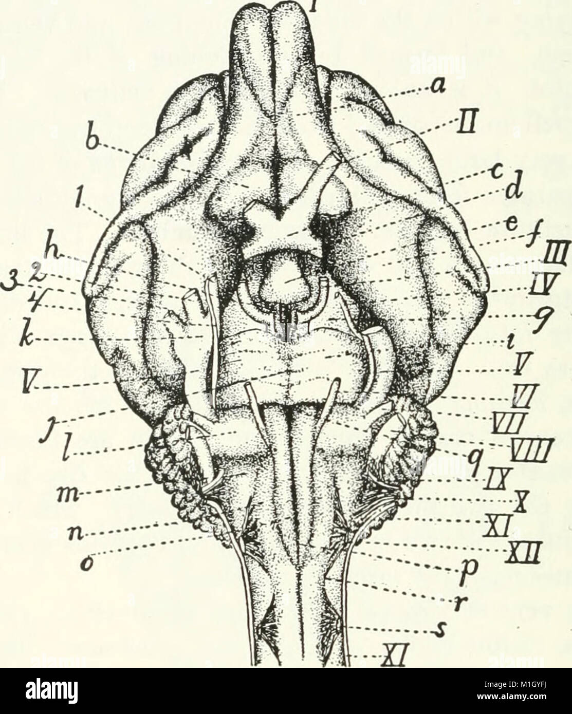 Anatomy of the cat (1991) (17573594523 Stock Photo - Alamy