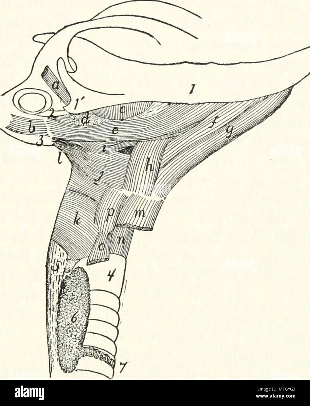 'Anatomy of the Cat' (1991) provides a comprehensive guide to the ...