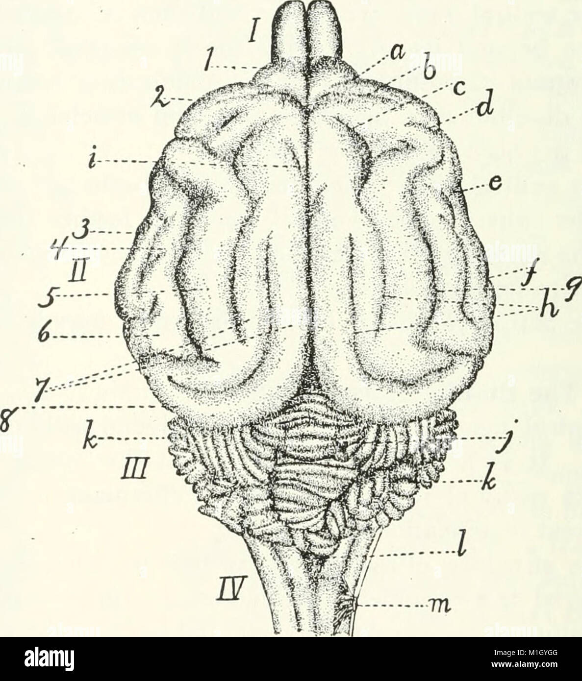 'Anatomy of the Cat' (1991) is a detailed scientific study of feline ...