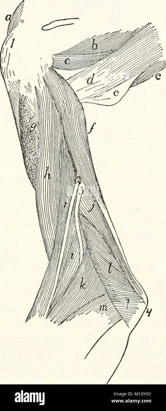*Anatomy of the Cat* (1991) is a comprehensive study of feline anatomy ...