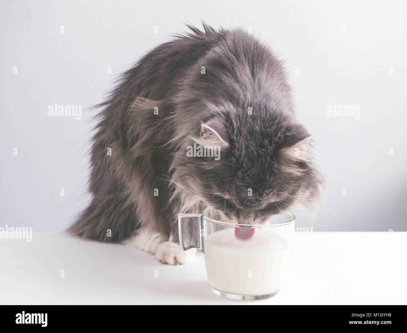 Cute, gray cat drinking fresh milk from a glass beaker Stock Photo - Alamy