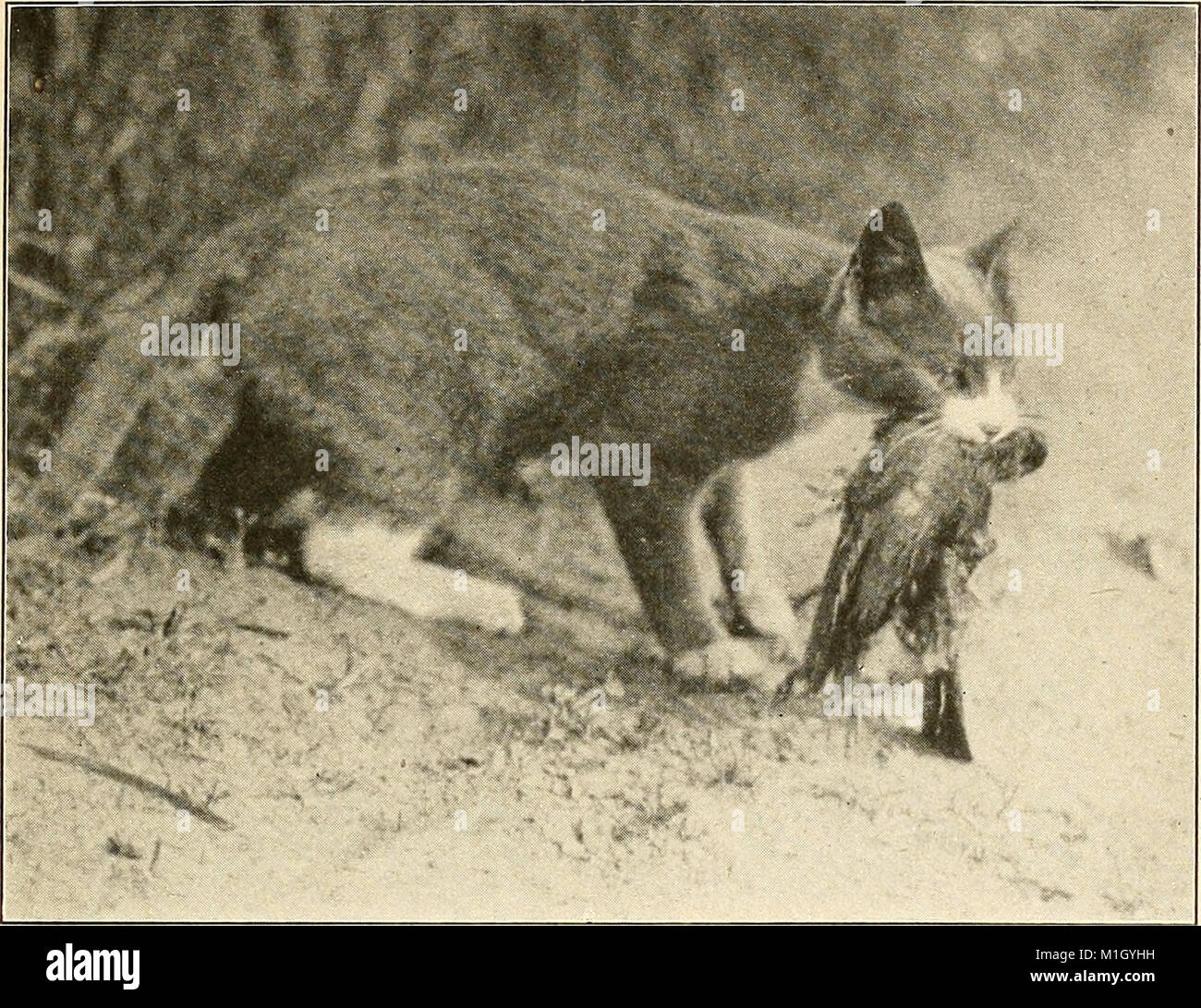 .. The domestic cat; bird killer, mouser and destroyer of wild life ...