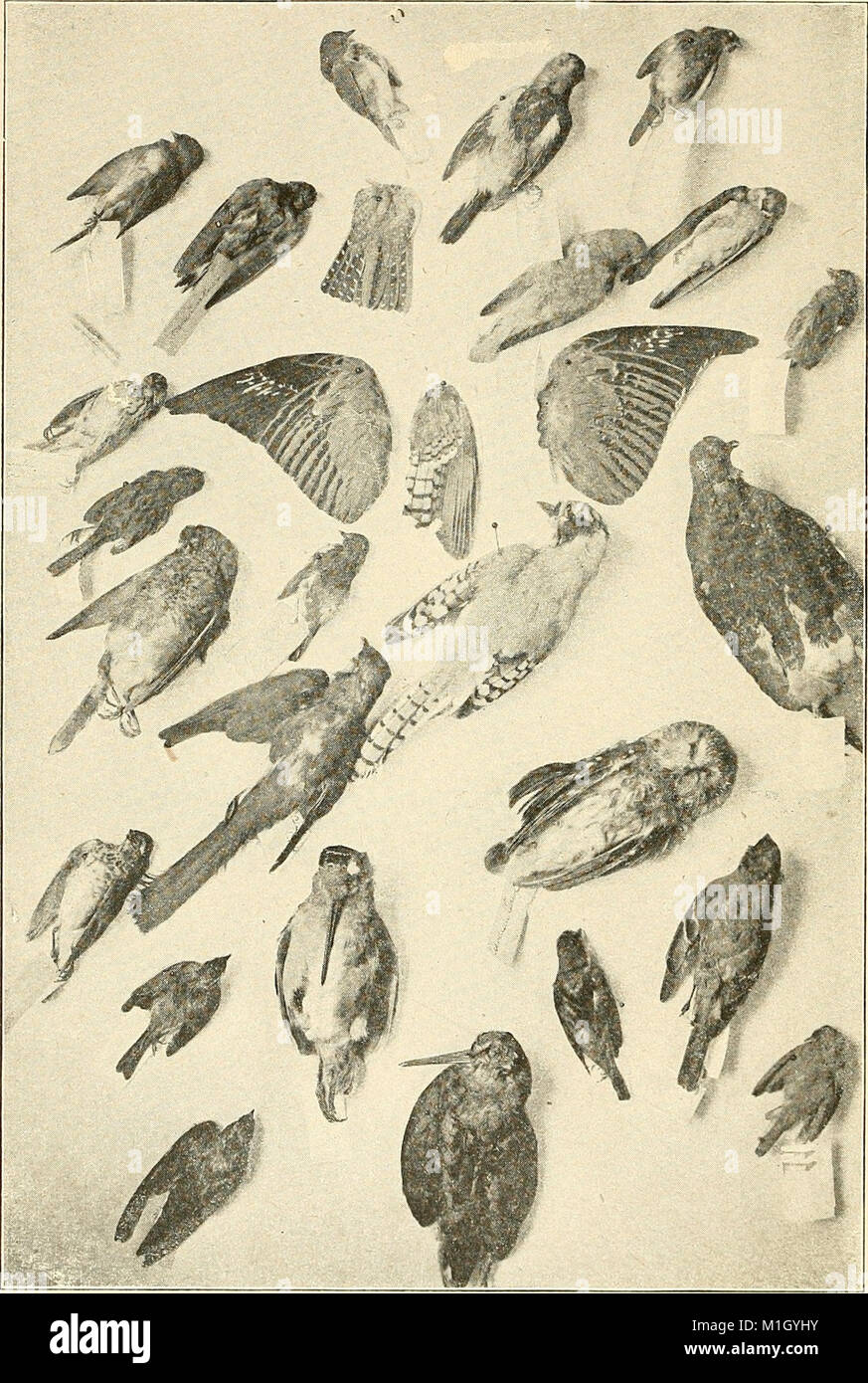 .. The domestic cat; bird killer, mouser and destroyer of wild life ...