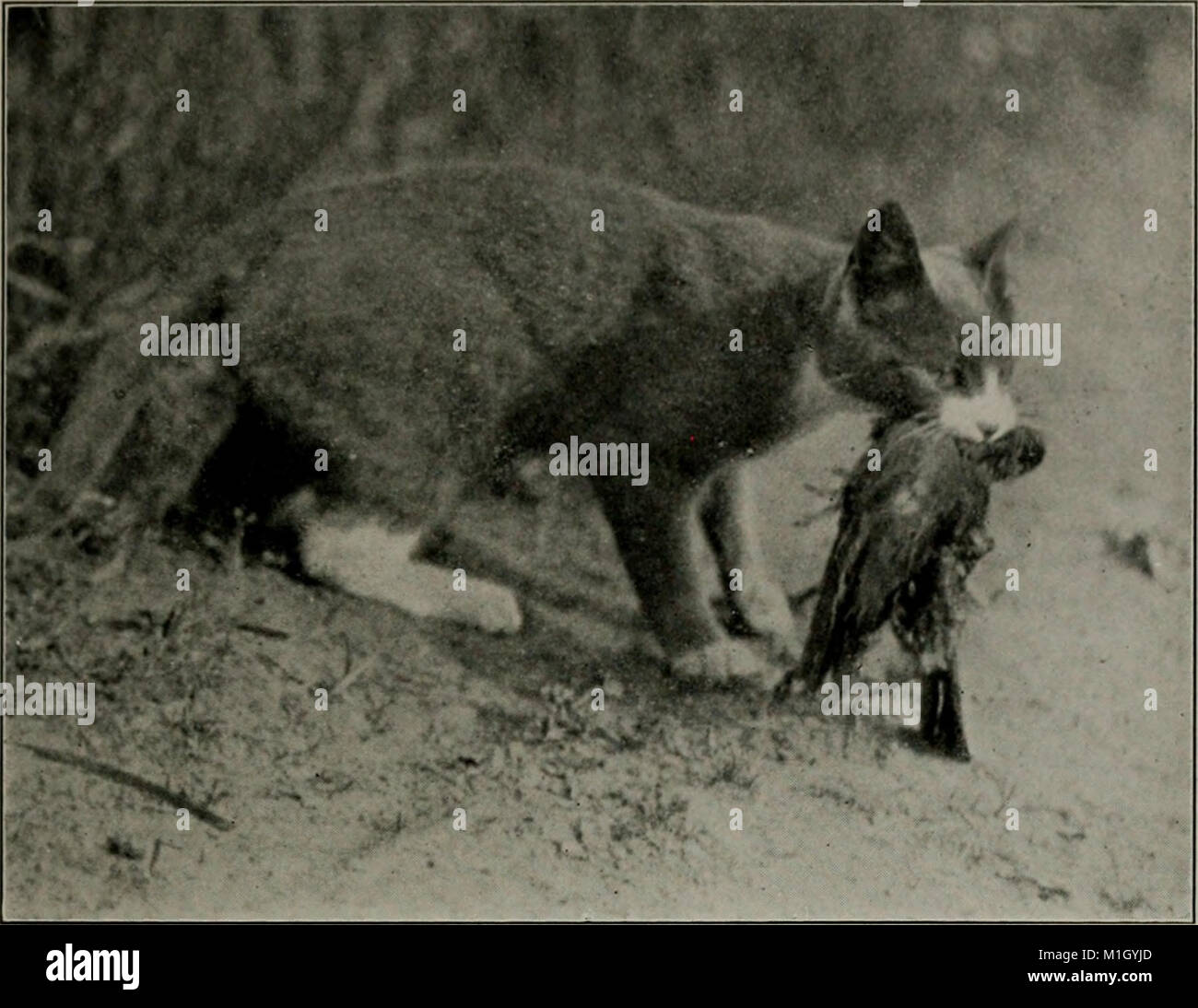 .. The domestic cat; bird killer, mouser and destroyer of wild life ...