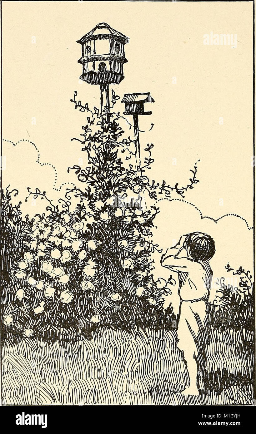 .. The domestic cat; bird killer, mouser and destroyer of wild life ...