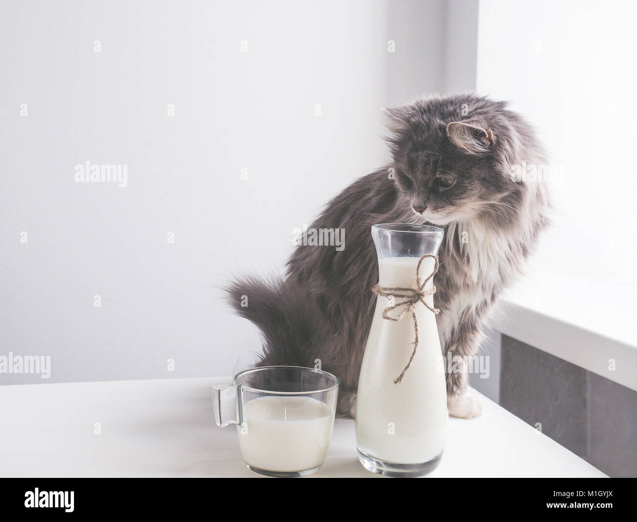 Cute, gray cat drinking fresh milk from a glass beaker Stock Photo - Alamy