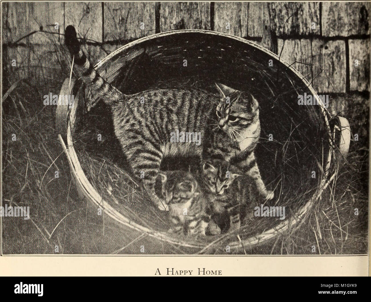 'Alexander and Some Other Cats' (1929) is a collection of stories and ...
