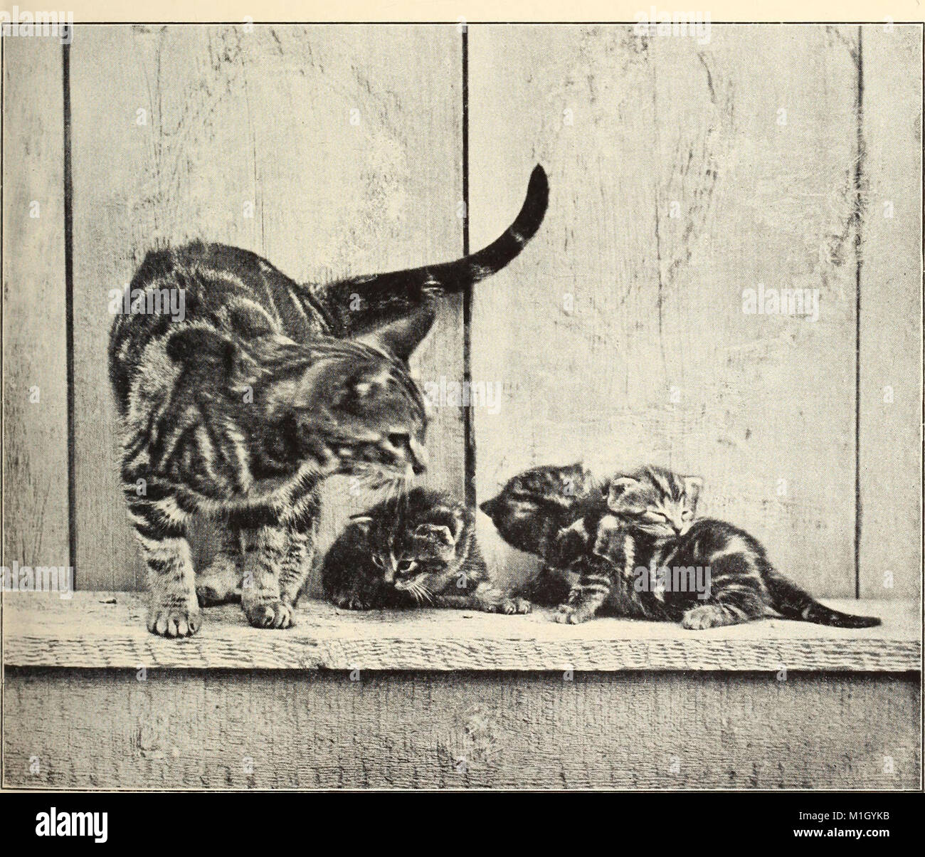 Alexander and some other cats (1929) (17327032564 Stock Photo - Alamy