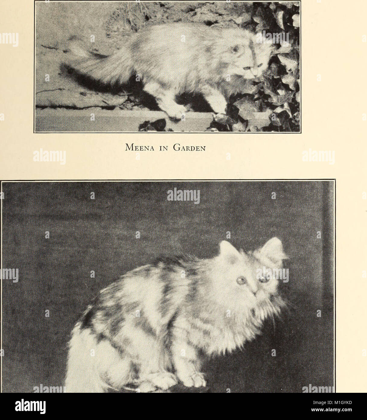 Alexander and some other cats (1929) (17329158853 Stock Photo - Alamy