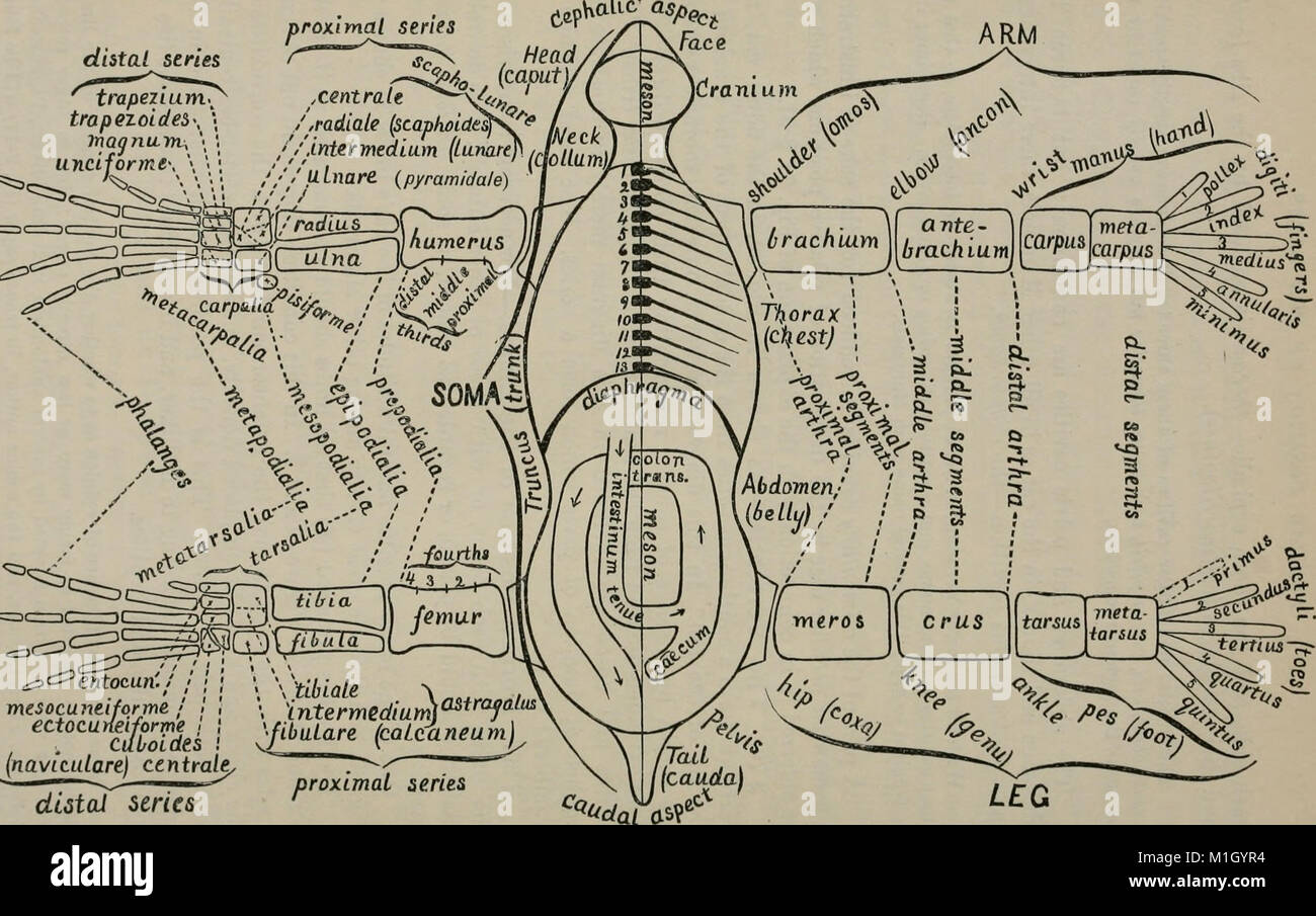 This 1882 text focuses on the anatomical structure of domestic cats ...