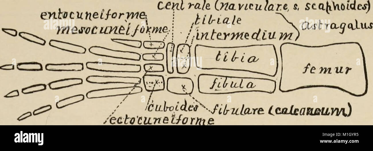 Anatomical Technology as Applied to the Domestic Cat (1882) examines ...