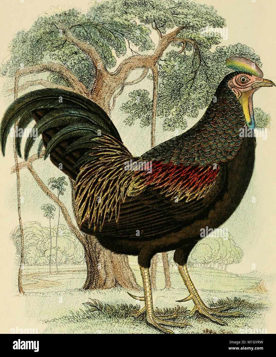 A hand-book to the game-birds (1895) (14755547305 Stock Photo - Alamy