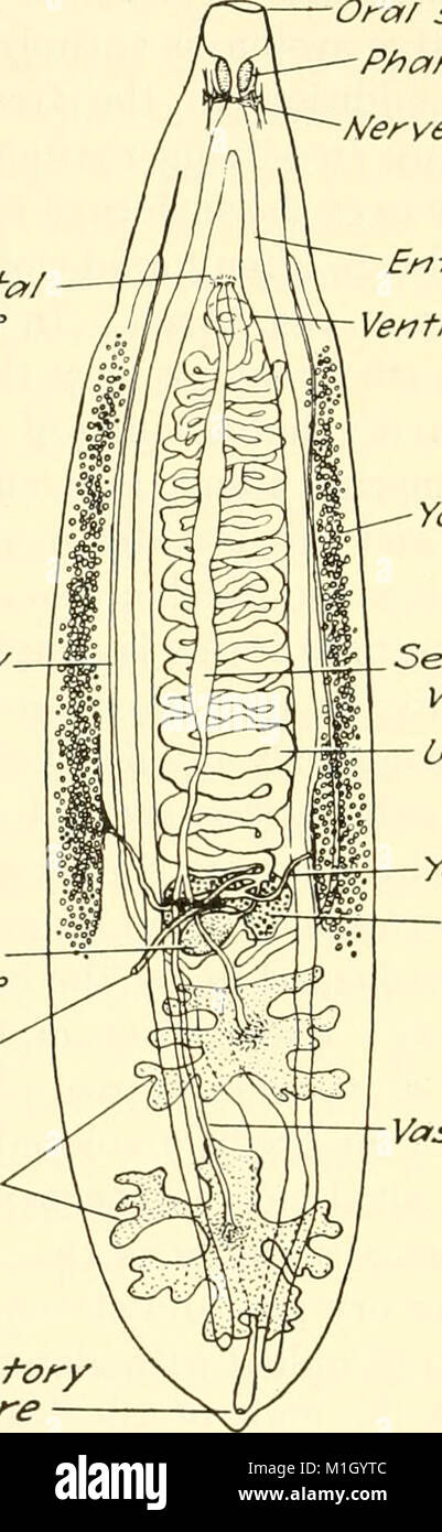 'Animal Biology' (1940) covers key principles of animal life, focusing ...