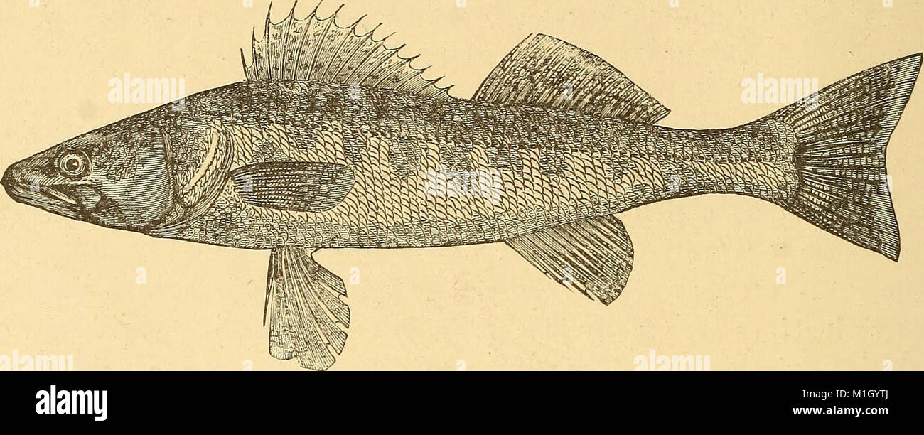 This 1888 treatise explores the game and food fishes of North America ...