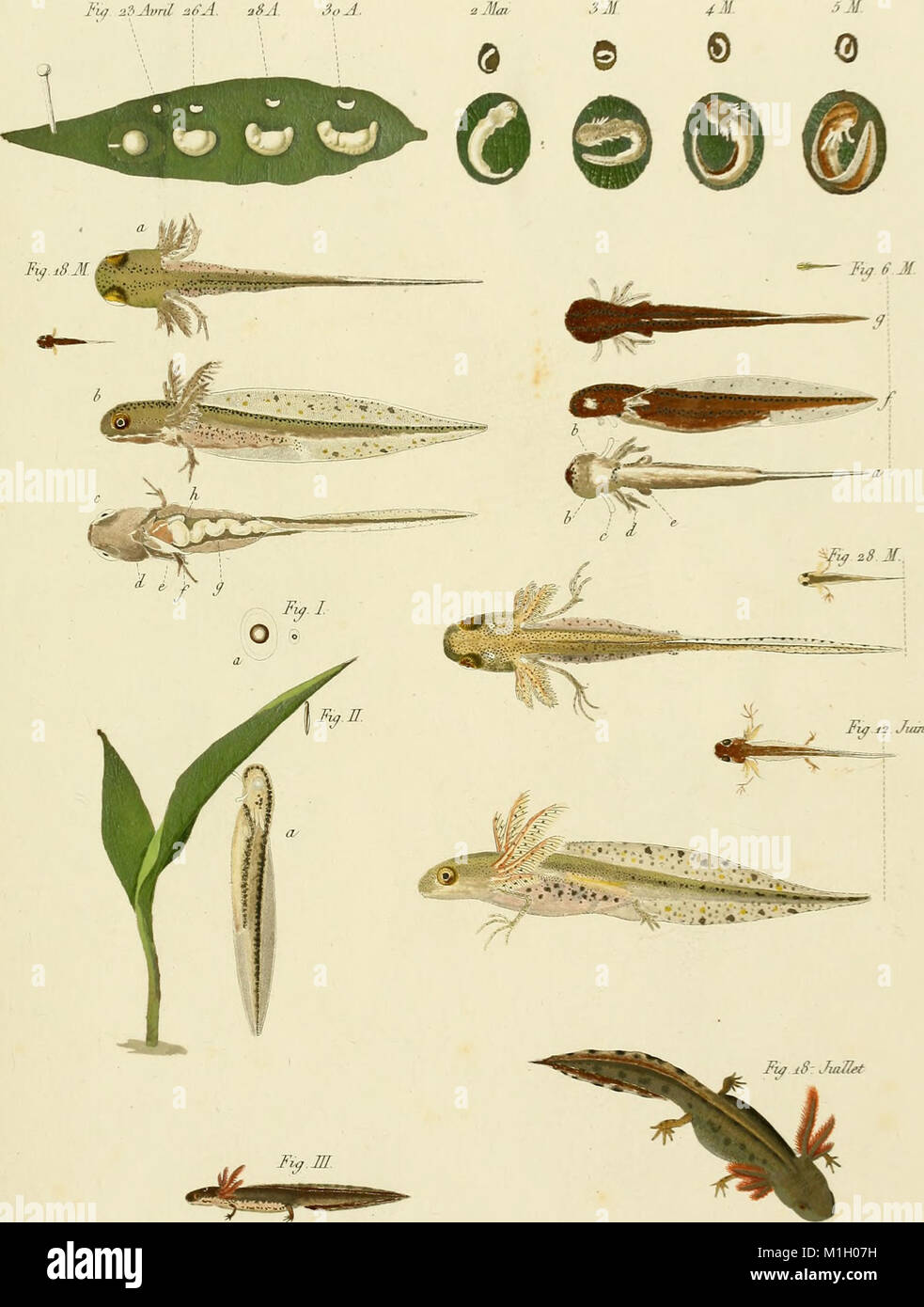 This 1821 French work explores the life cycle of aquatic salamanders ...