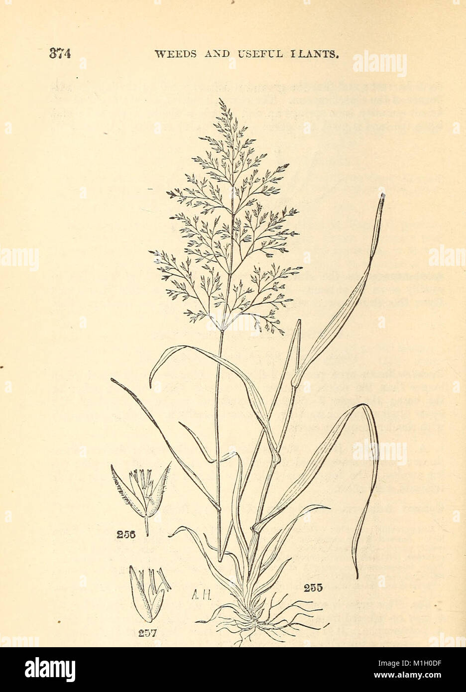 American weeds and useful plants- being a second and illustrated ...