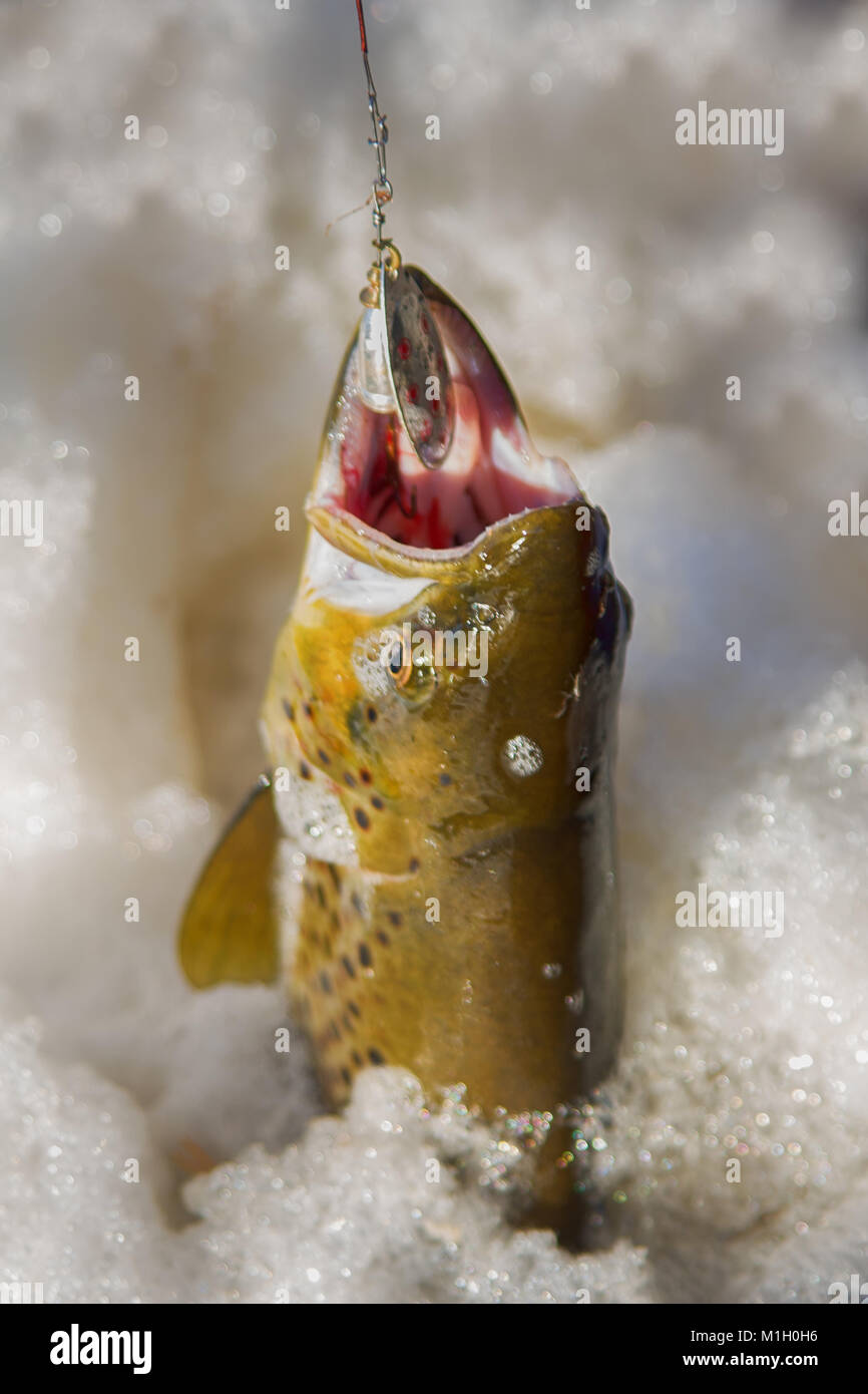 Salmon caught in lake with dense foam water (abundance of organic ...