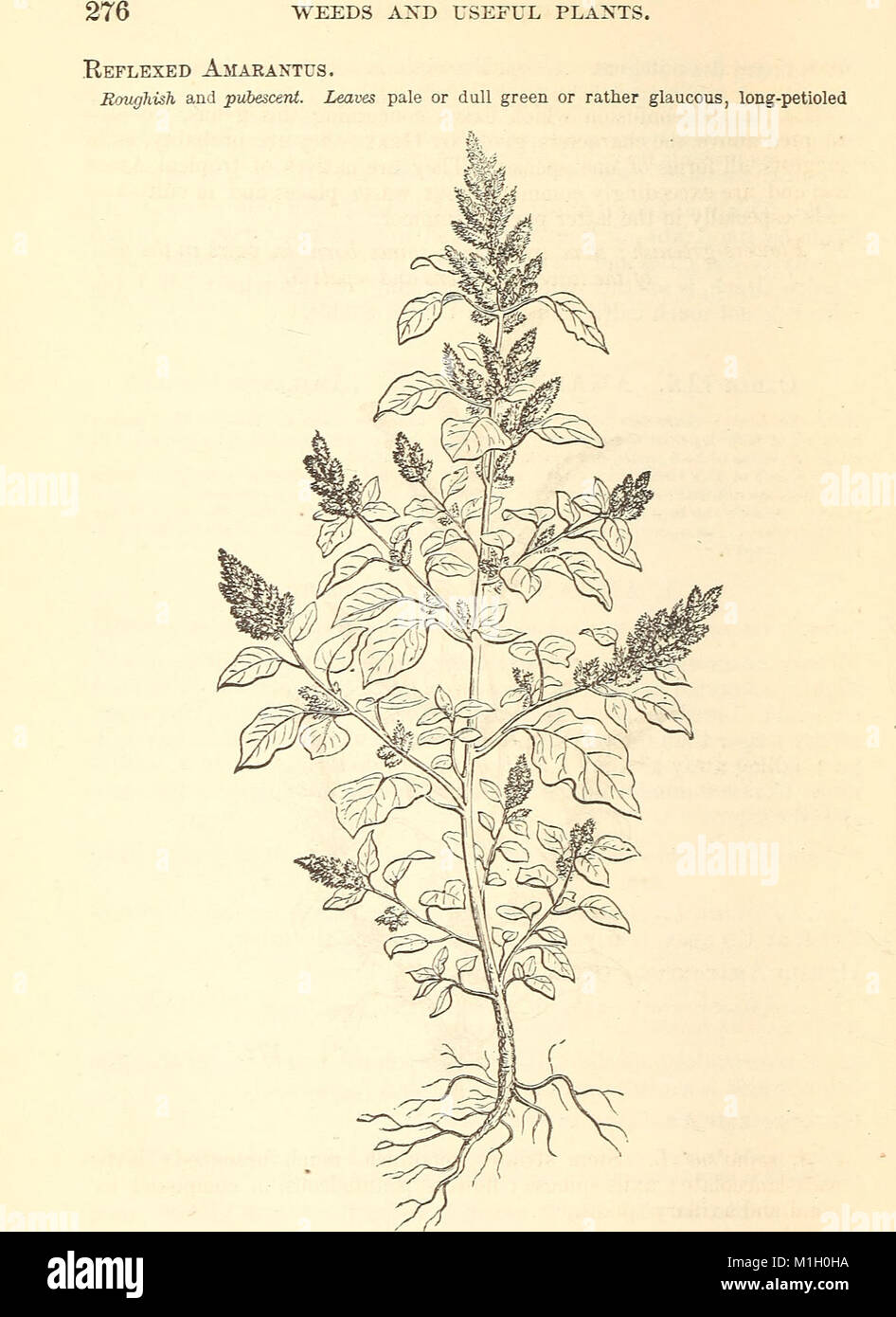 This 1859 illustrated edition of 'American Weeds and Useful Plants ...