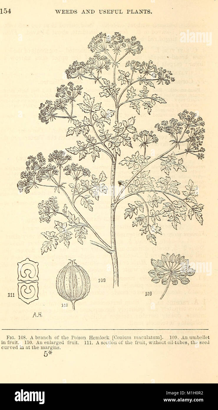 *American Weeds and Useful Plants* (1859) is an illustrated edition of ...
