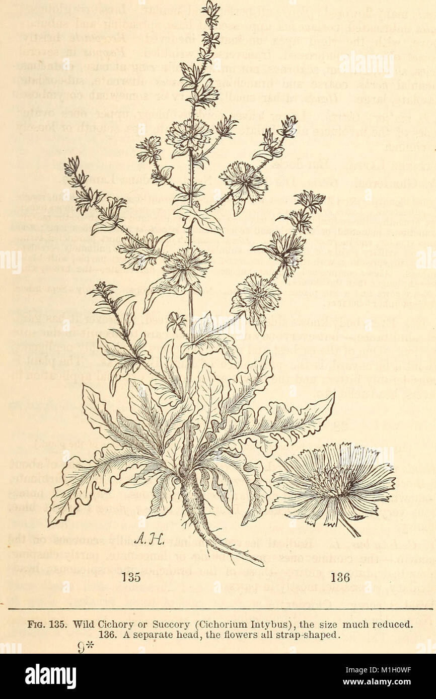 This 1859 book on agricultural botany provides a detailed overview of ...