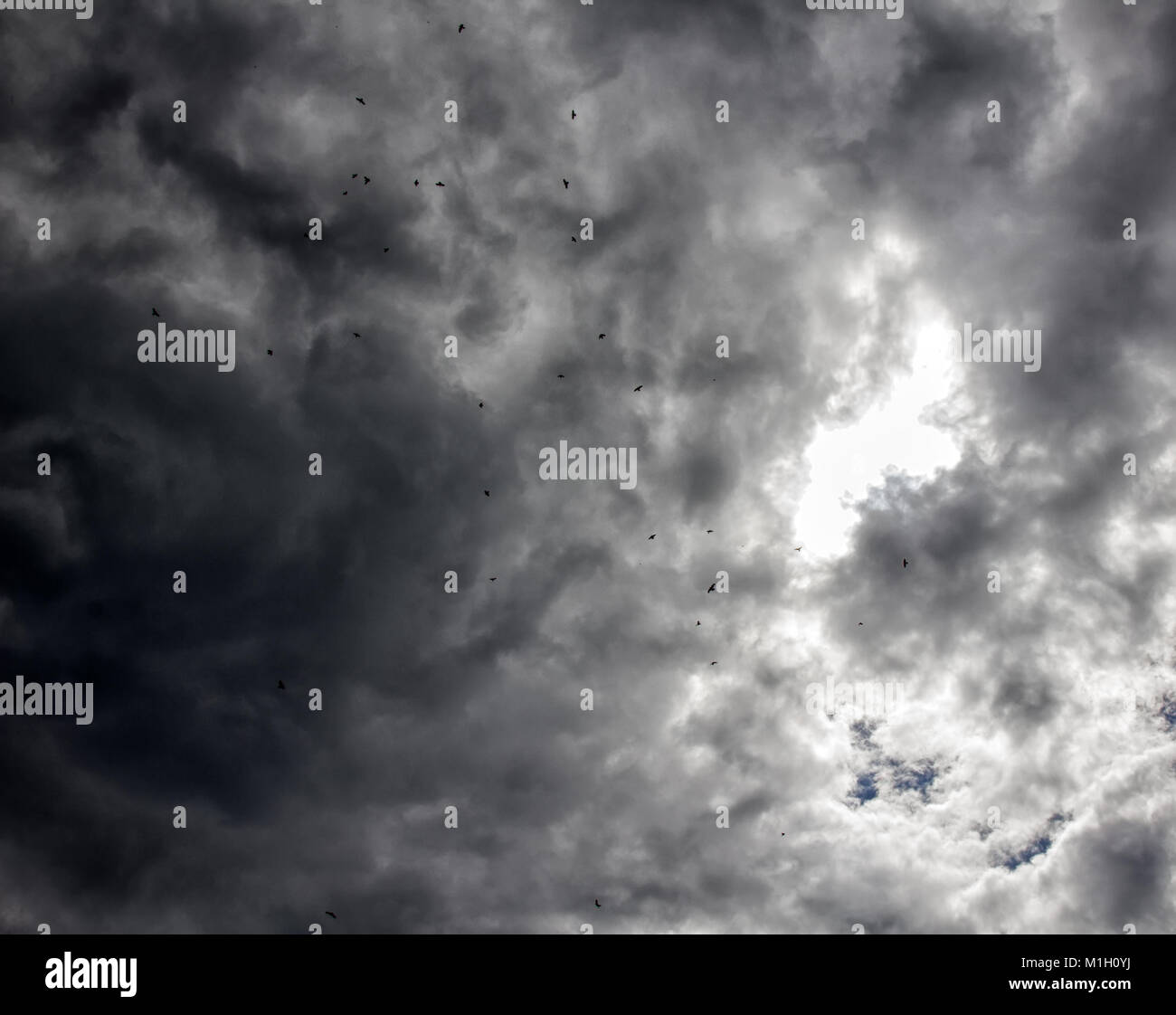 ravens in sky autumn grey gloomy mood. black birds in dark clouds Stock ...