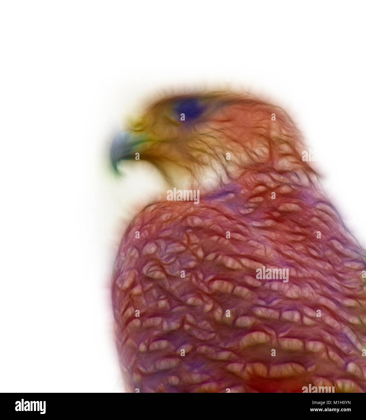 Bellicist hi-res stock photography and images - Alamy