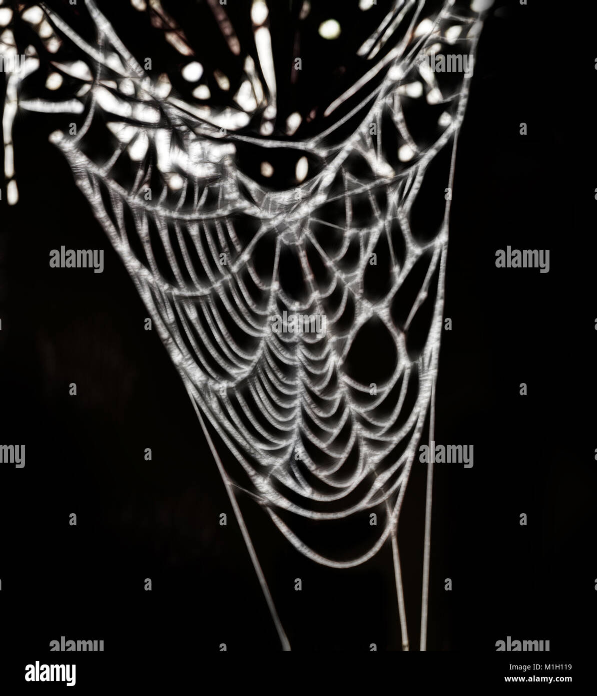 cobweb on a black background. computer drawing Stock Photo - Alamy