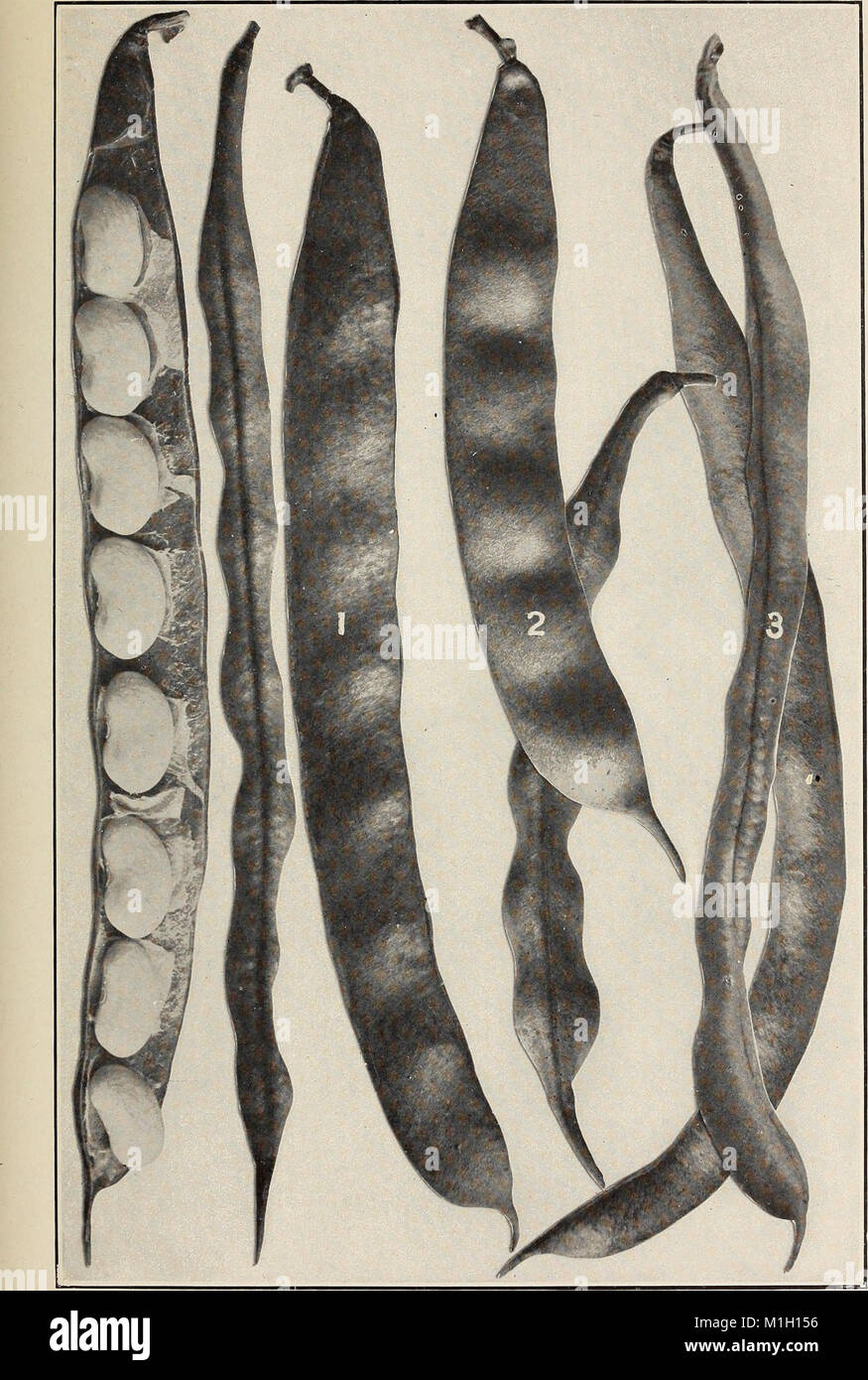 This 1907 work describes the various American varieties of garden beans ...