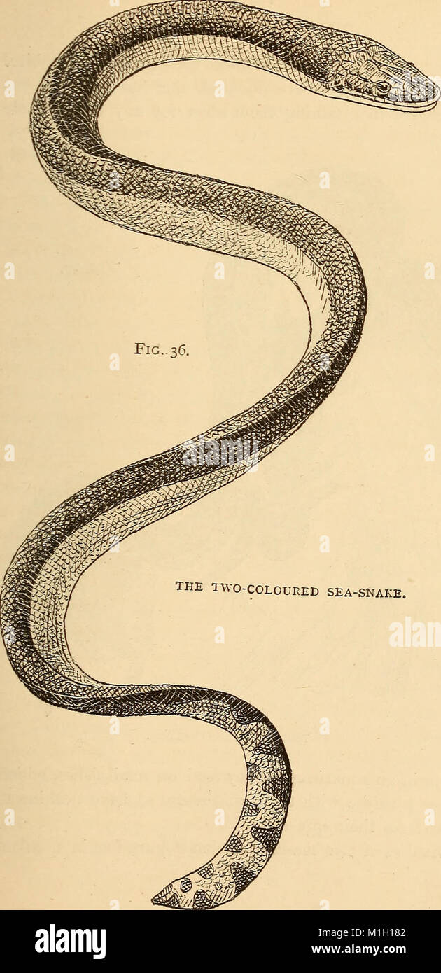 American types of animal life (1894) (18162811901 Stock Photo - Alamy