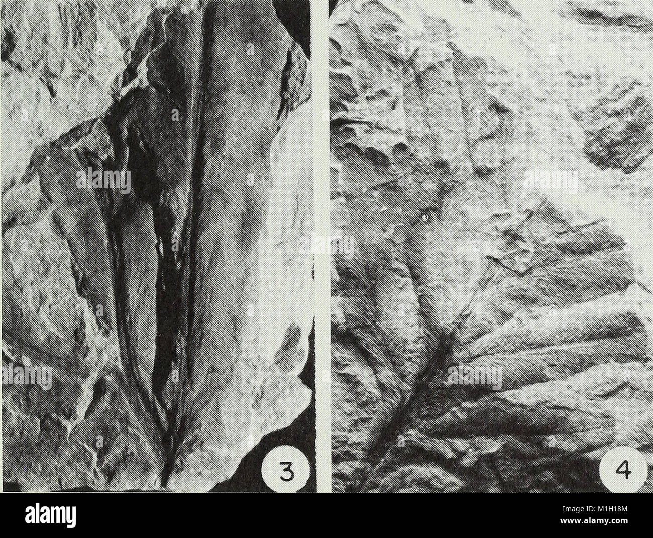 An Early Pennsylvanian flora with megalopteris and noeggerathiales from ...