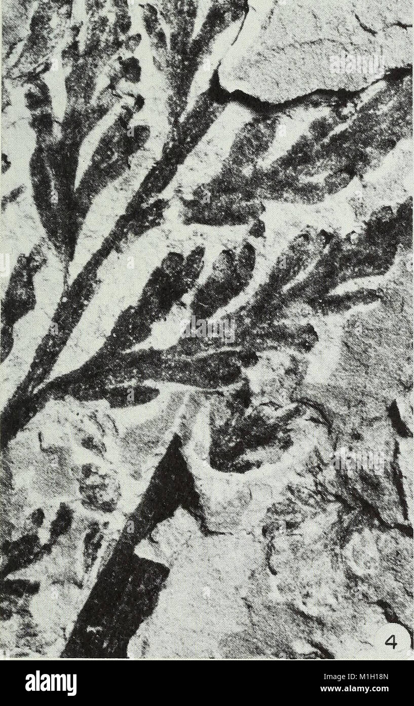 This study presents an early Pennsylvanian flora from west-central ...