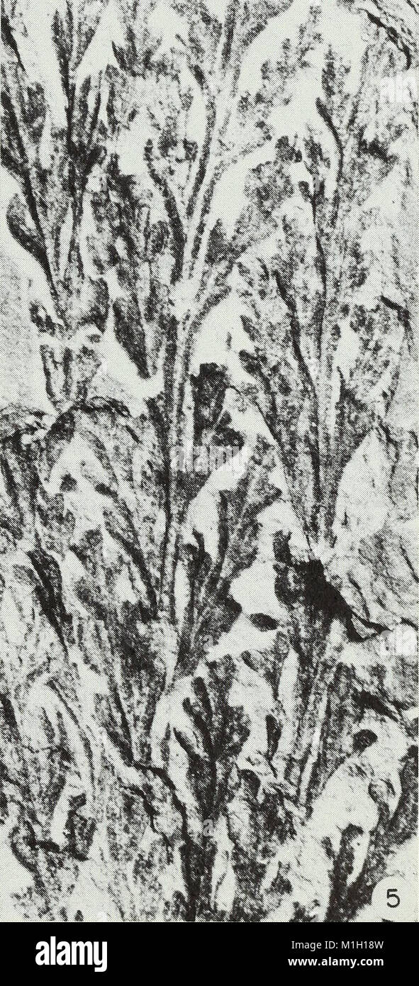 An Early Pennsylvanian flora with megalopteris and noeggerathiales from ...