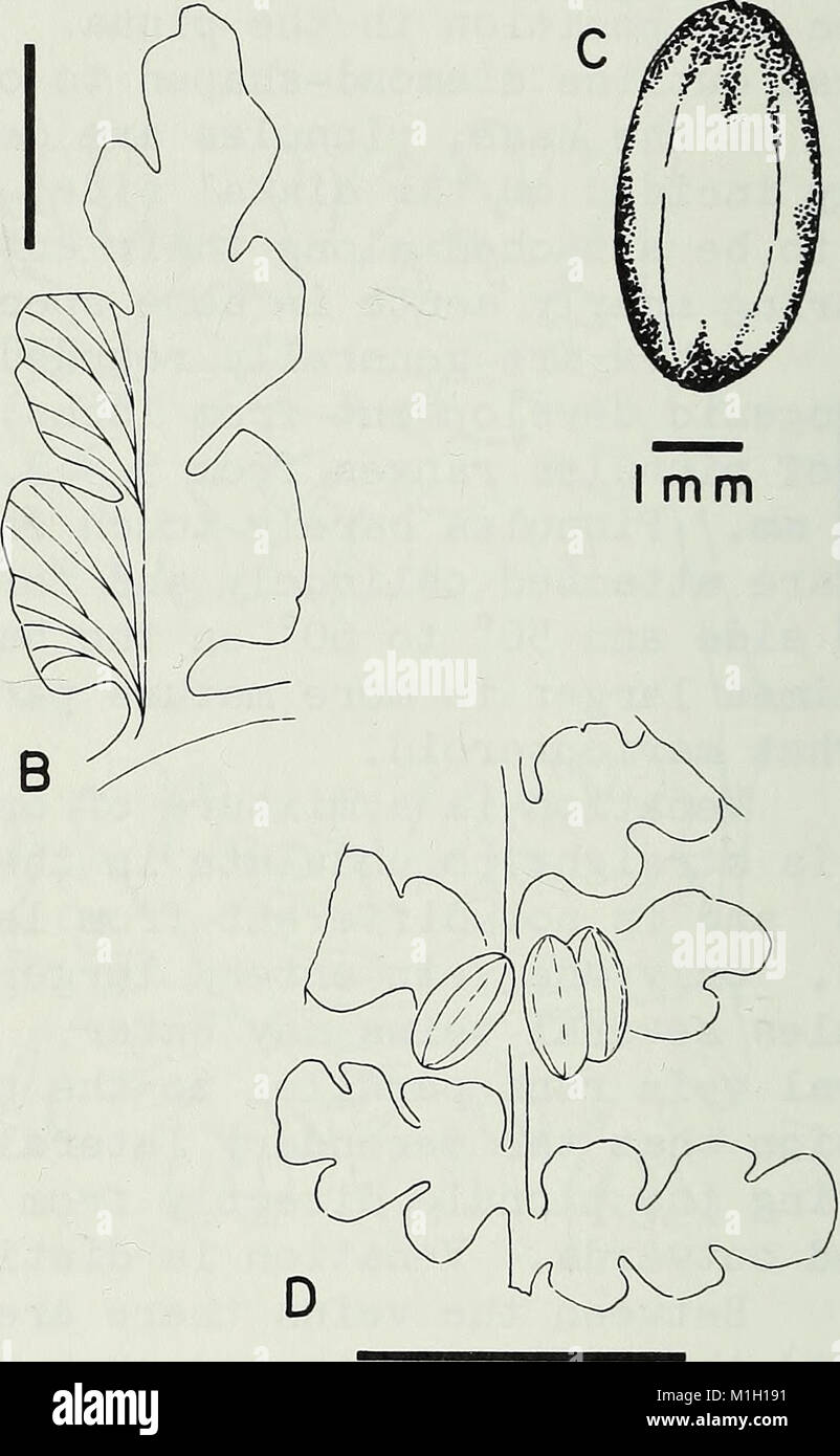 An Early Pennsylvanian flora with megalopteris and noeggerathiales from ...