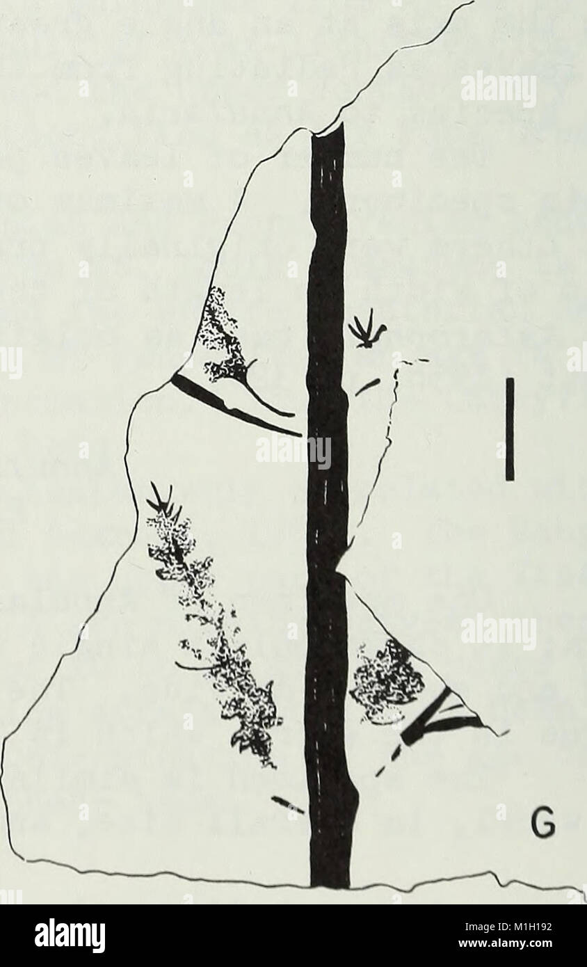 An Early Pennsylvanian flora with megalopteris and noeggerathiales from ...