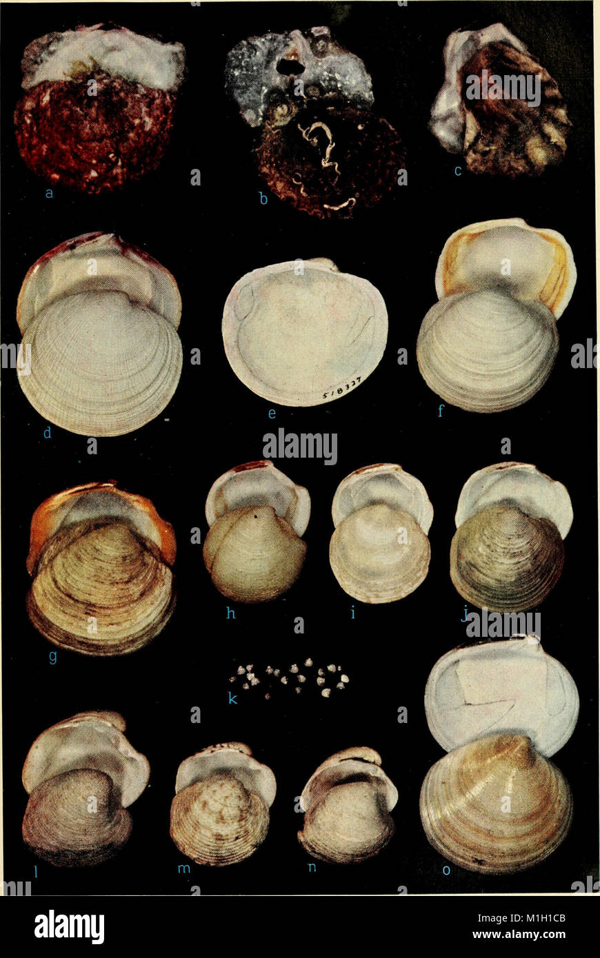 Published in 1954, 'American Seashells' is a comprehensive guide to the ...
