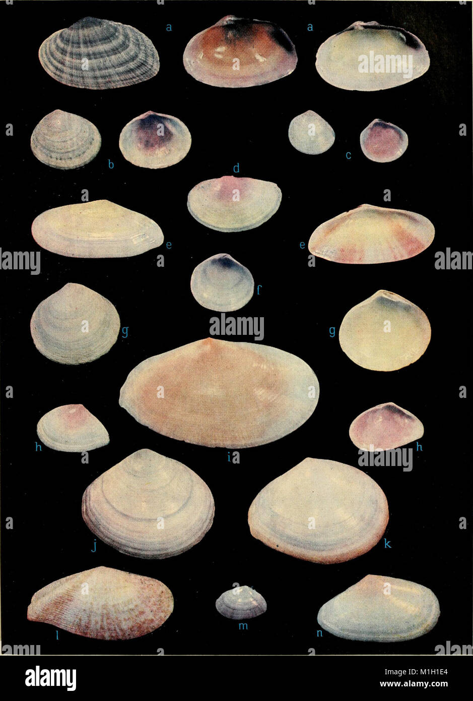 Collection of various seashells hi-res stock photography and images - Alamy