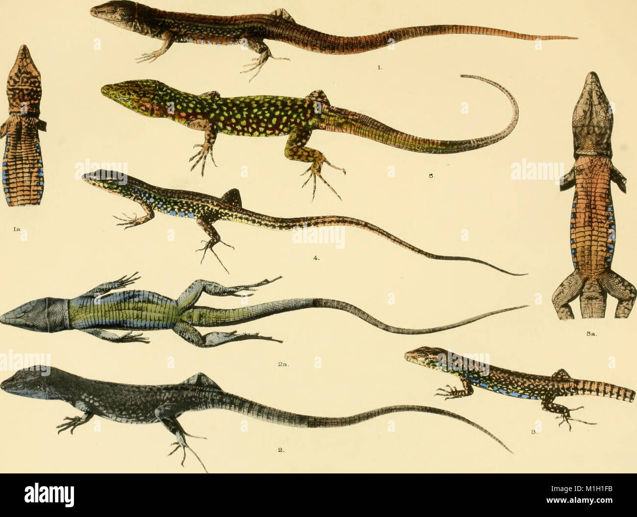 A contribution to our knowledge of the varieties of the wall-lizard ...