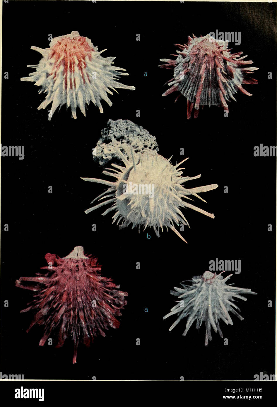 A 1954 reference on American seashells, detailing species ...