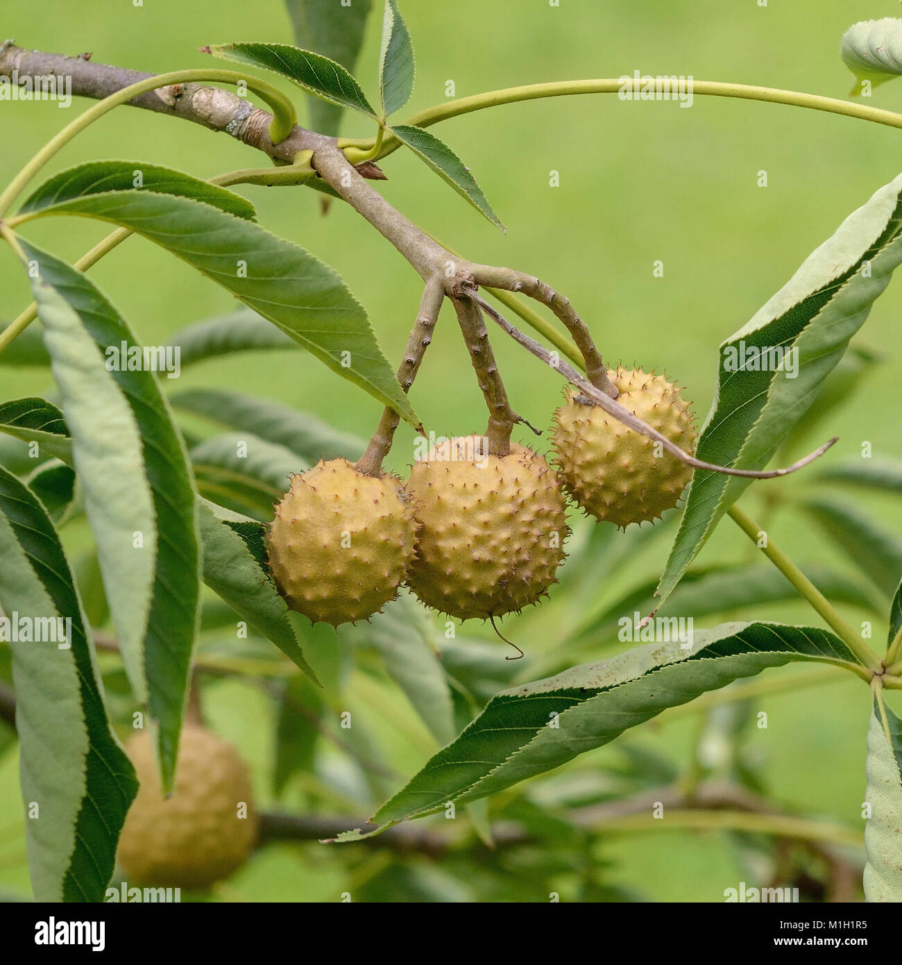 Buckeye Tree Ohio High Resolution Stock Photography and Images - Alamy