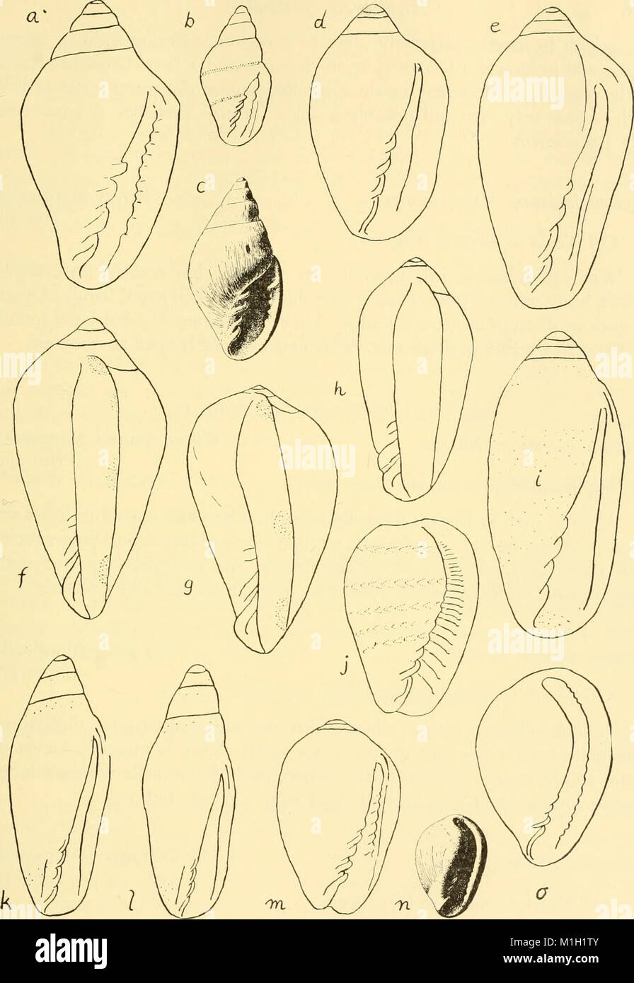 'American Seashells' (1954) provides an in-depth guide to the seashell ...