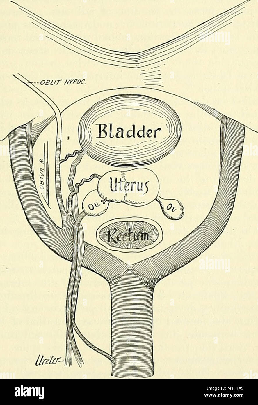 An American text-book of genito-urinary diseases, syphilis and diseases ...