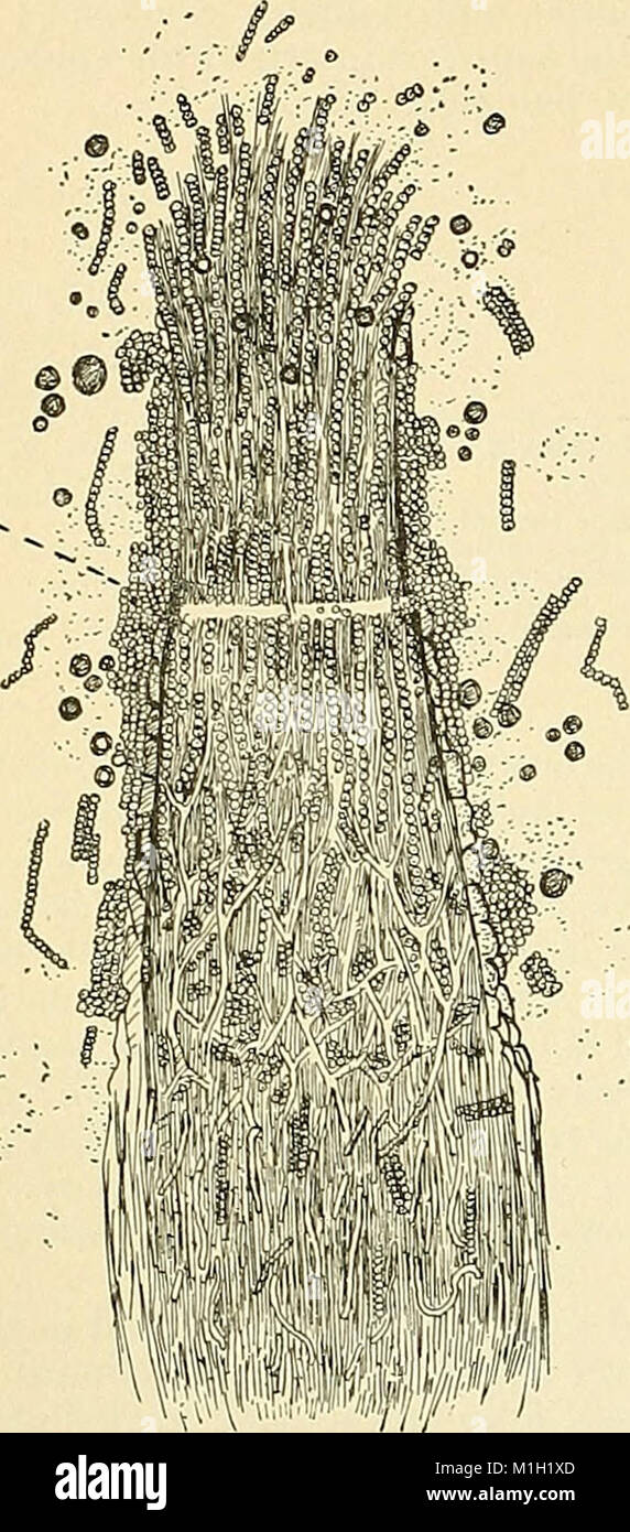 This 1898 medical text provides comprehensive information on genito ...