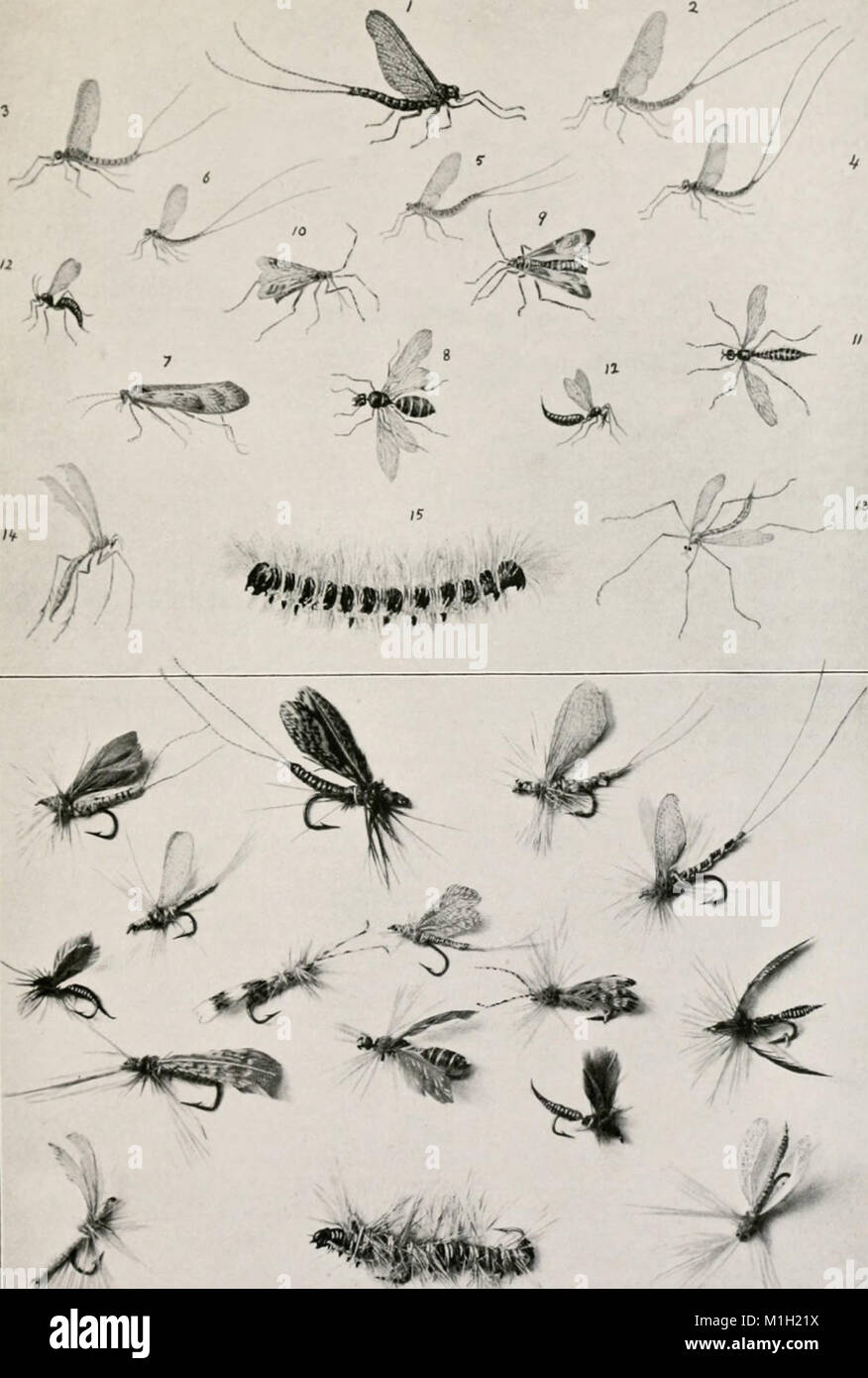 American trout-stream insects - a guide to angling flies and other ...