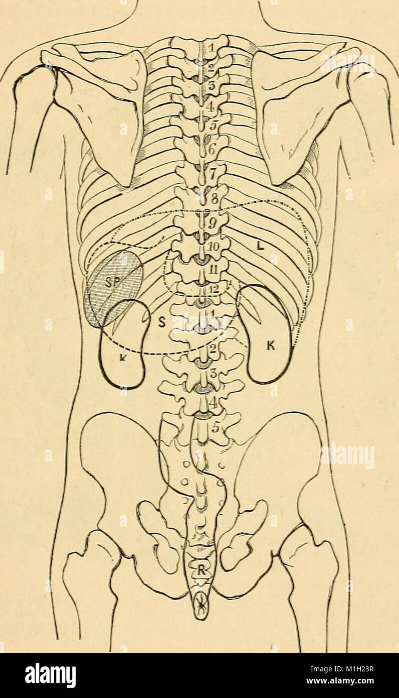 A system of genito-urinary diseases, syphilology and dermatology (1893 ...