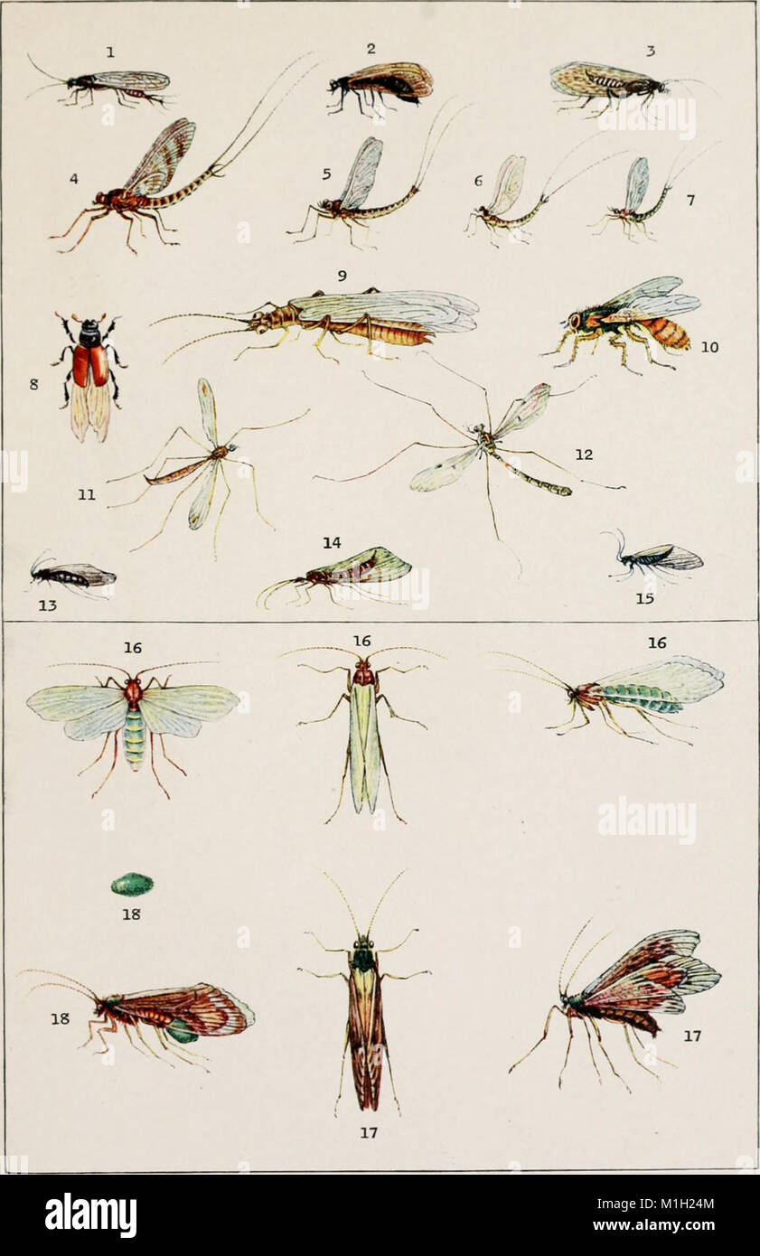 'American Trout-Stream Insects' (1916) is a comprehensive guide to ...