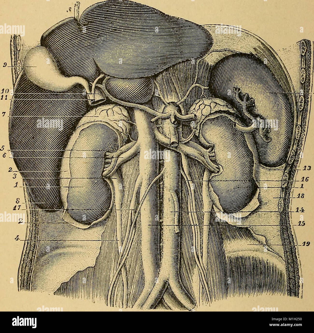 A system of genito-urinary diseases, syphilology and dermatology (1893 ...