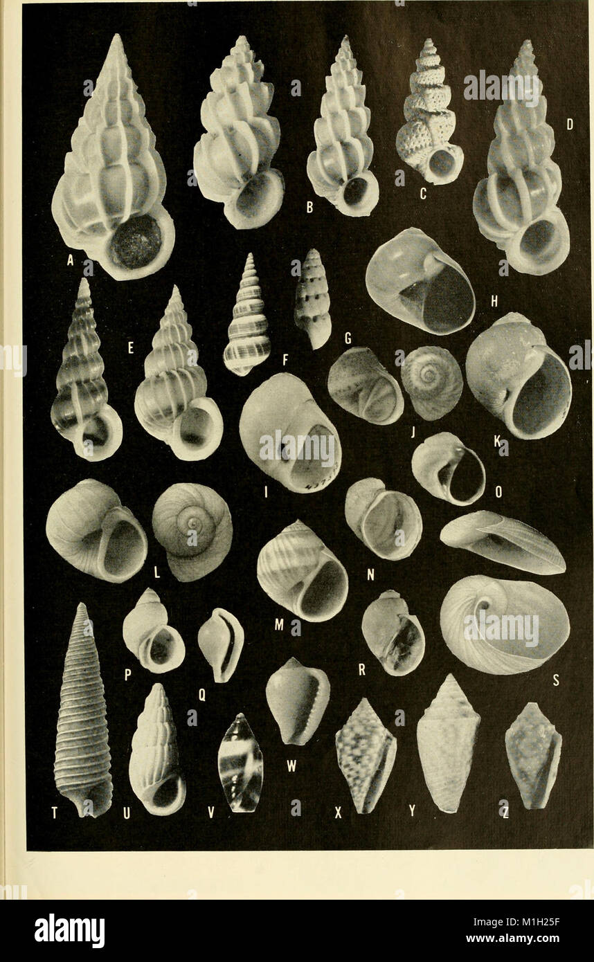 American seashells (1954) (17538820824 Stock Photo - Alamy