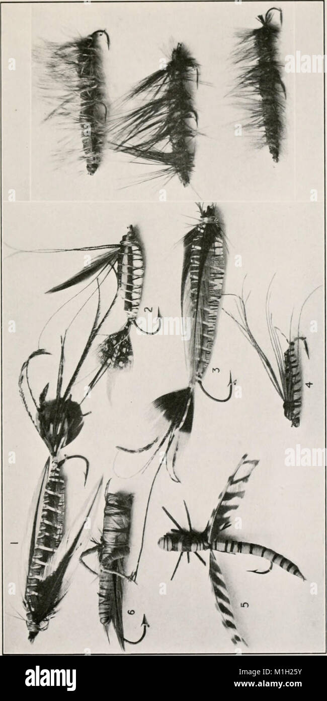 This 1916 guide focuses on identifying aquatic insects that attract ... This 1916 guide focuses on identifying aquatic insects that attract ...