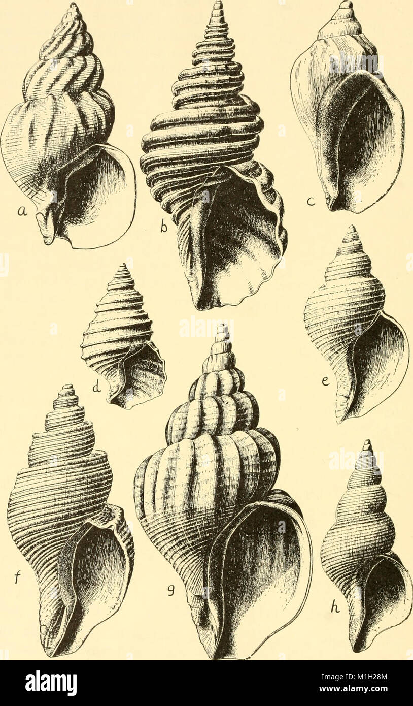 'American Seashells' (1954) is a comprehensive guide to the ...